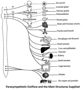 Parasympathetic Nervous System - Pedagogy Zone - Pedagogy Zone