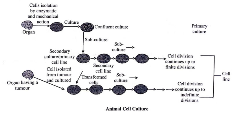 General Procedure for Cell Culture - Pedagogy Zone