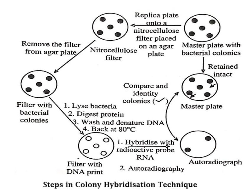 Colony Hybridisation (or Nucleic Acid Hybridisation) by Replica Plate ...